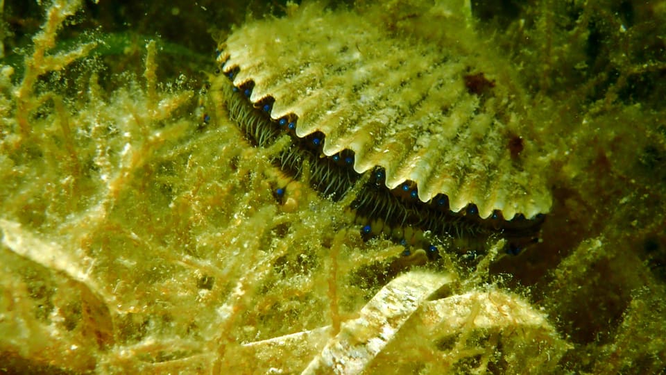 Homosassa: Snorkel & Scallop Hunt in Gulf of Mexico - The Sum Up