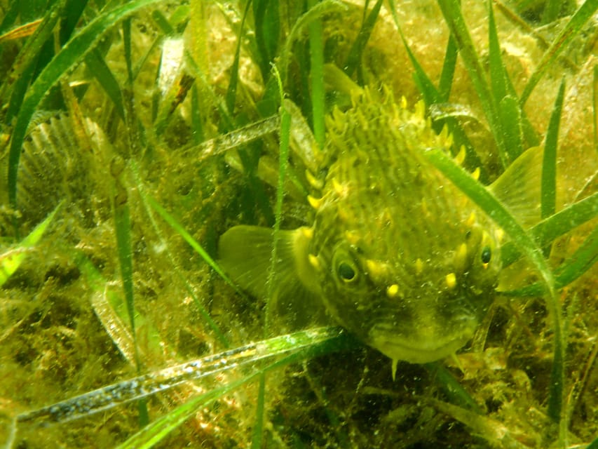 Homosassa: Snorkel & Scallop Hunt in Gulf of Mexico - FAQ