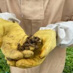 Honey Bee Adventure at the Maui Honey Bee Sanctuary - Detailed Breakdown of the Itinerary