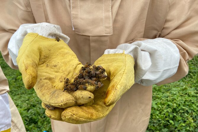 Honey Bee Adventure at the Maui Honey Bee Sanctuary - Detailed Breakdown of the Itinerary