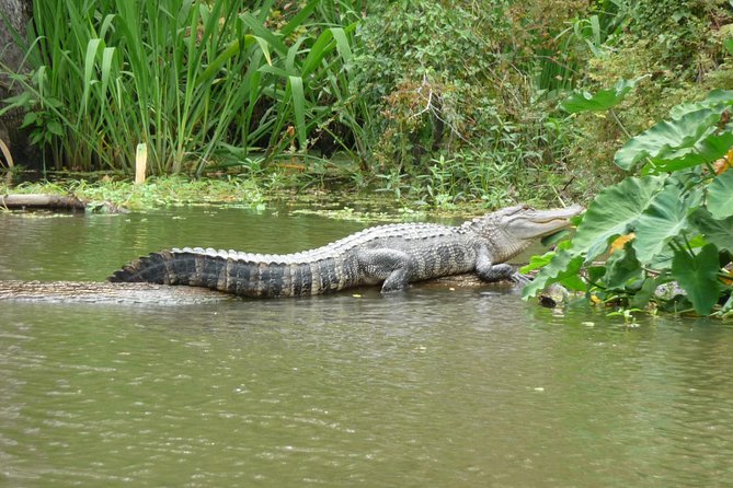 Honey Island Swamp Boat Tour - An In-Depth Look at the Honey Island Swamp Boat Tour Experience
