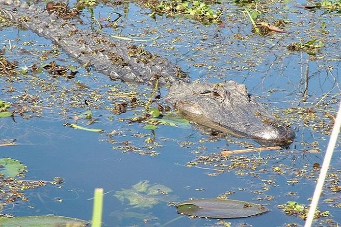 Honey Island Swamp Boat Tour - Why This Tour Is Worth It