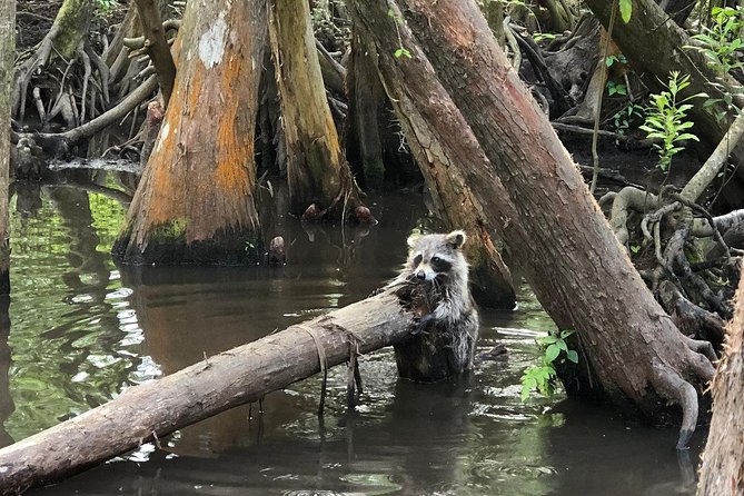 Honey Island Swamp Boat Tour - Final Thoughts: Is the Honey Island Swamp Tour Worth It?