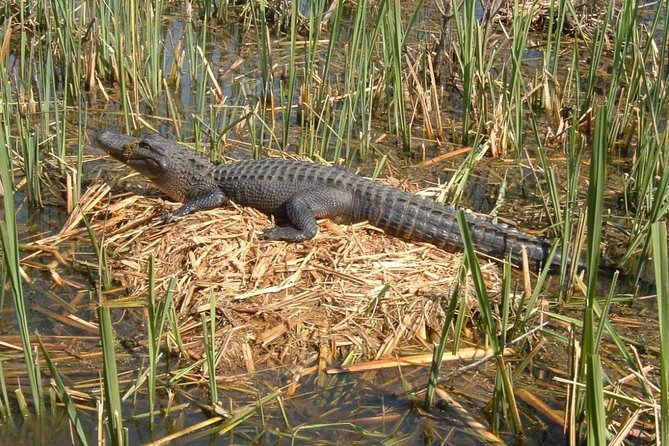 Honey Island Swamp Boat Tour with Transportation from New Orleans - The Experience: Why It’s Worth It