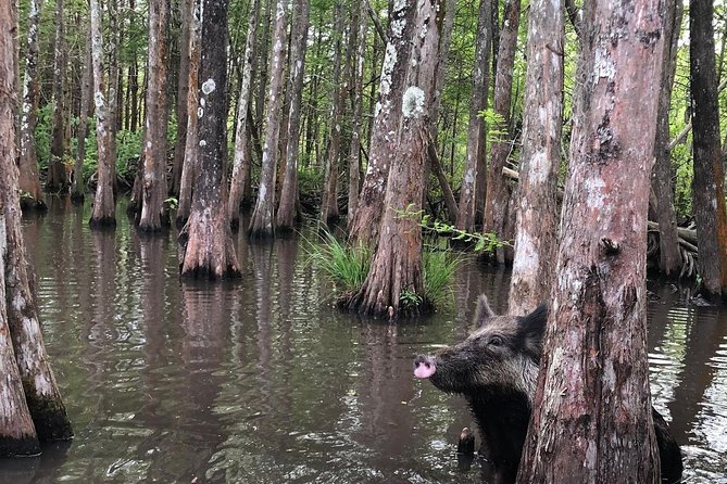 Honey Island Swamp Boat Tour with Transportation from New Orleans - Practical Details and Tips