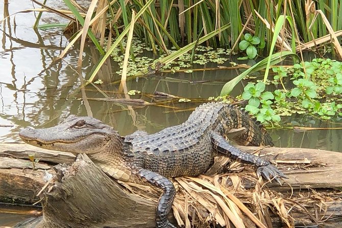 Honey Island Swamp Boat Tour with Transportation from New Orleans - Who Will Love This Tour?