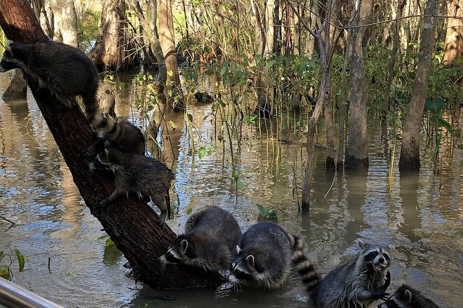 Honey Island Swamp Private Tour with Transport from New Orleans - What Do Travelers Say?