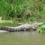 Honey Island Swamp Private Tour with Transport from New Orleans - Practical Details and Tips