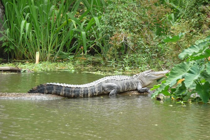 Honey Island Swamp Private Tour with Transport from New Orleans - Practical Details and Tips