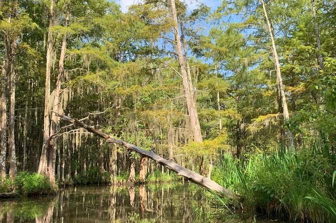 Honey Island Swamp Private Tour with Transport from New Orleans - Final Thoughts: Is This Tour Right for You?