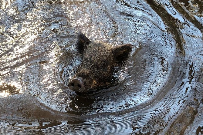 Honey Island Swamp Private Tour with Transport from New Orleans - FAQ
