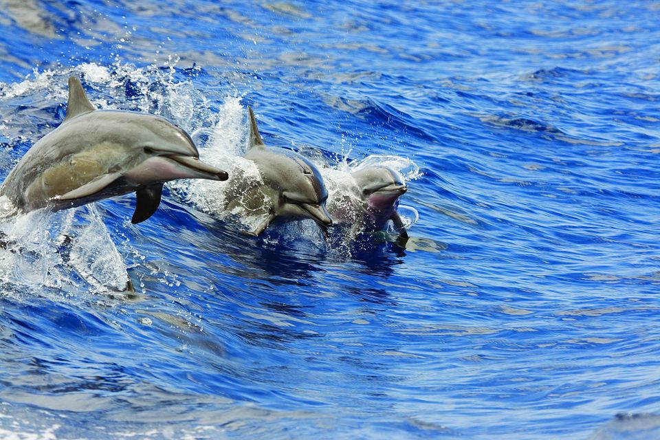 Honokohau: Kona Snorkel and Sail with Drinks and Snacks - Key Points