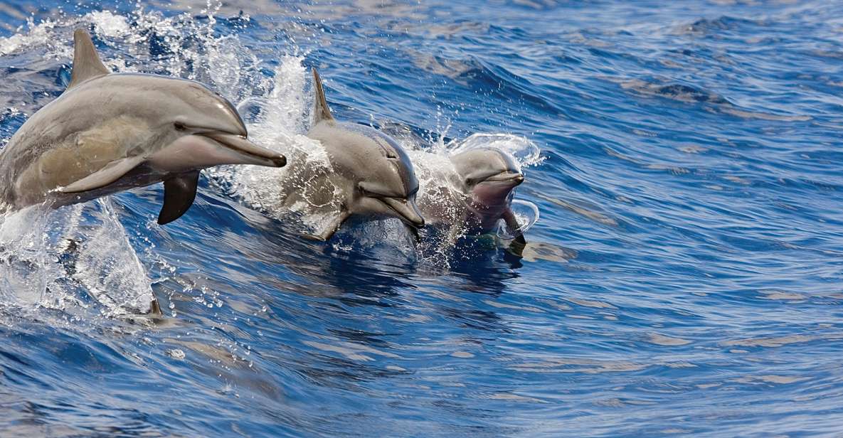 Honokohau: Kona Snorkel and Sail with Drinks and Snacks - An Overview of the Tour Experience