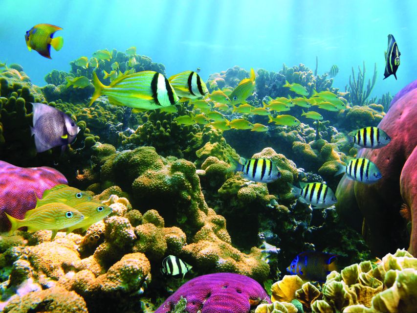 Honokohau: Kona Snorkel and Sail with Drinks and Snacks - What You Can Expect Along The Way