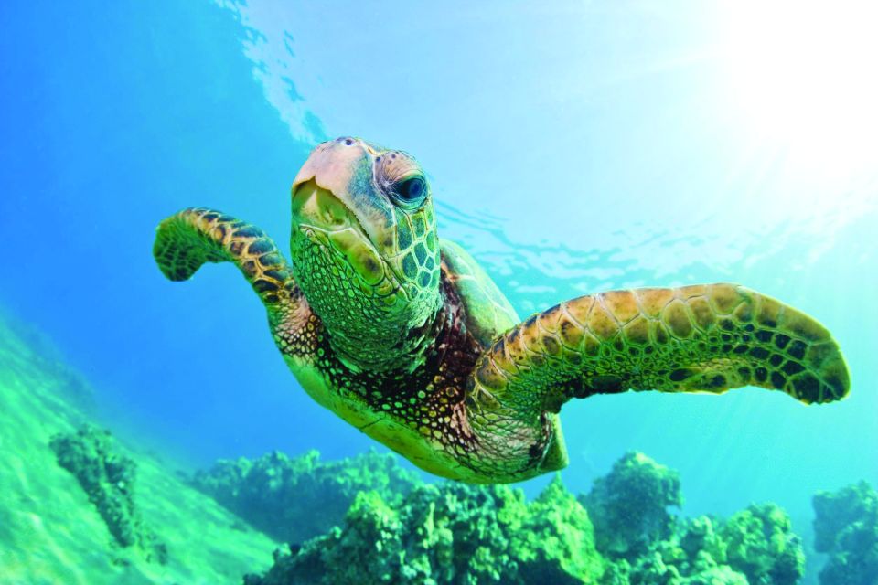 Honokohau: Kona Snorkel and Sail with Drinks and Snacks - What This Tour Means for You
