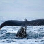 Honokohau: Kona Whale Watching Catamaran Cruise - Key Points