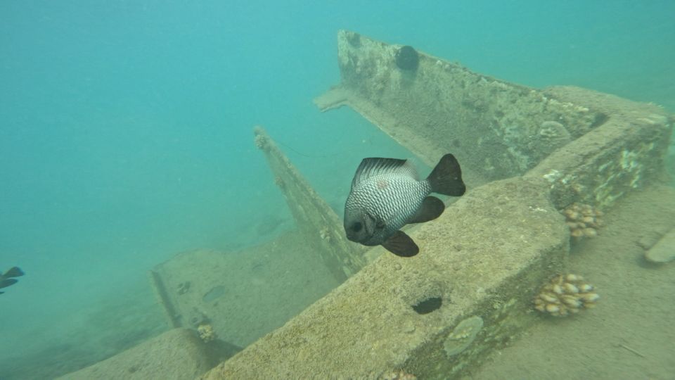 Honolulu: Beginner Scuba Diving Tour With Free Videos - Key Points  