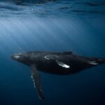 Honolulu: Discover Scuba Diving Experience - Why This Tour Offers Great Value