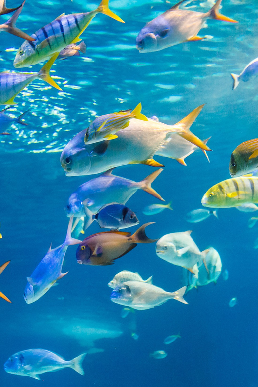 Honolulu: Glass Bottom Boat Tour along Oahu's South Shore - Why This Tour Offers Good Value