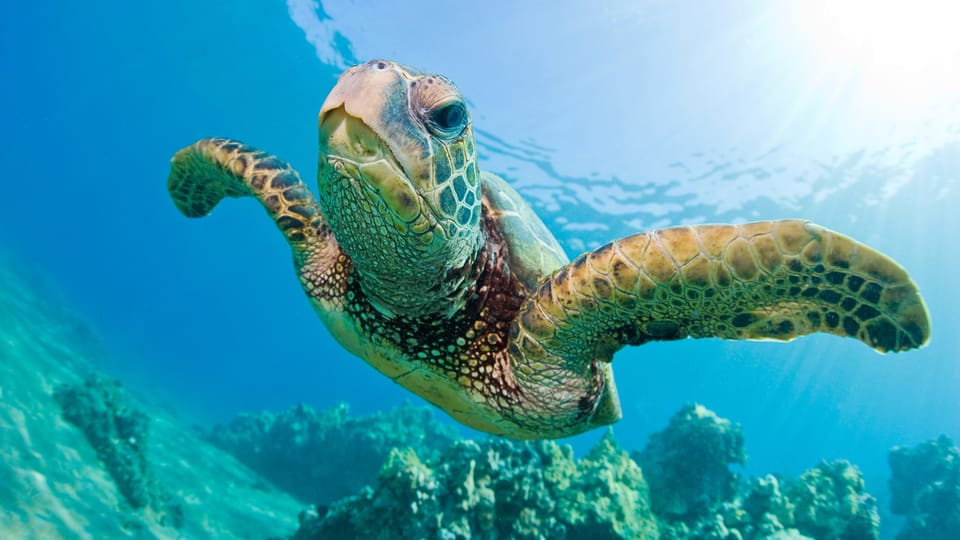 Honolulu: Glass Bottom Boat Tour along Oahu's South Shore - What Reviewers Are Saying