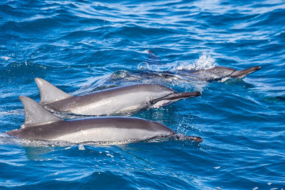 Honolulu: Glass Bottom Boat Tour along Oahu's South Shore - Who Should Book This Tour?