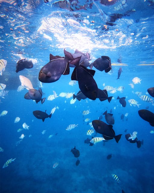 Honolulu: Private Waikiki Boat Cruises for up to 6 People - The Experience in Detail