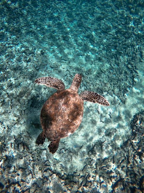 Honolulu: Private Waikiki Boat Cruises for up to 6 People - FAQ