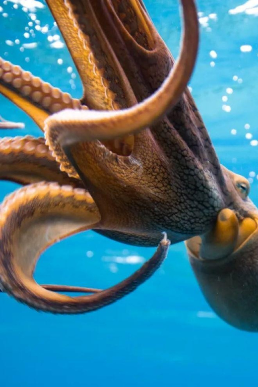 Honolulu: Scuba Diving for Certified Divers - Honolulu: Scuba Diving for Certified Divers