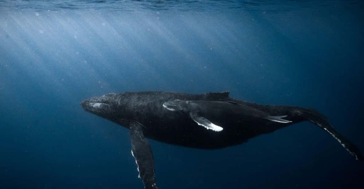 Honolulu: Scuba Diving for Certified Divers - The Experience in Detail