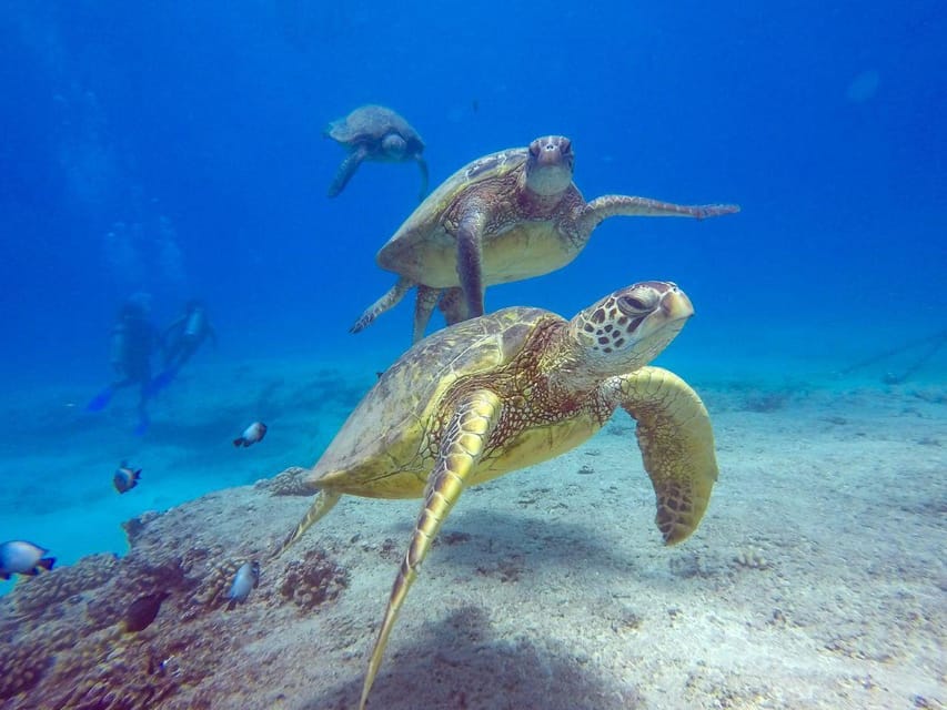 Honolulu: Scuba Diving for Certified Divers - Who Should Consider This Experience?