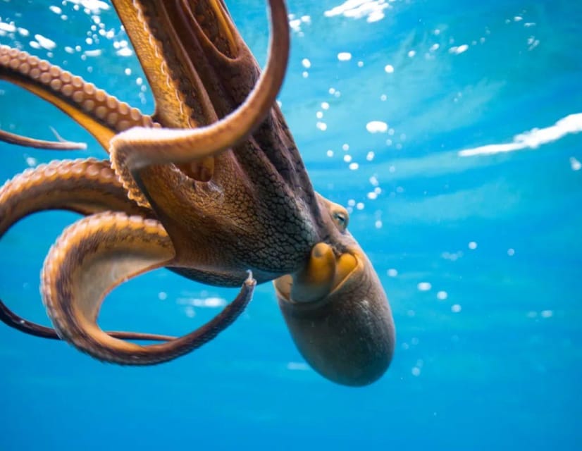 Honolulu: Sunset Snorkeling and Fireworks Cruise - Key Points