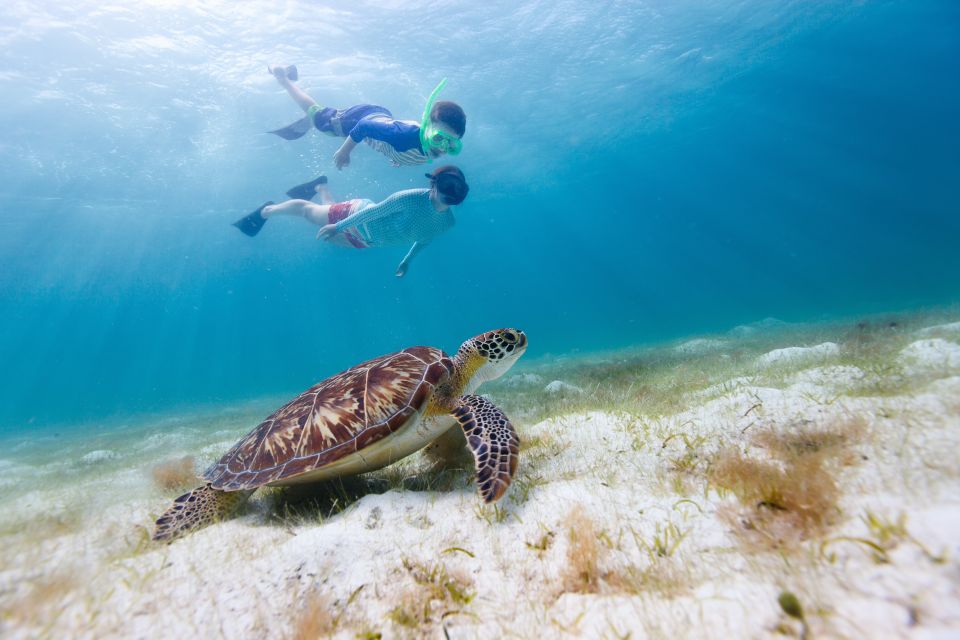 Honolulu> Waikiki Turtle Canyon Snorkeling and Swimming Tour - The Value of This Tour