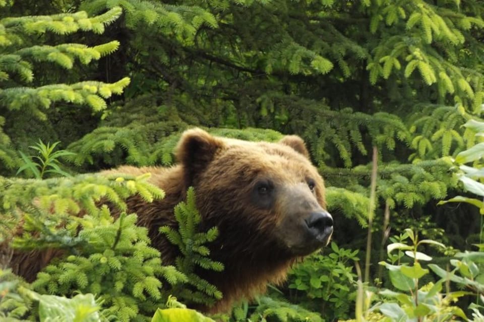 Hoonah: Chichagof Island Brown Bear Search - Introduction