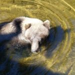 Hoonah: Chichagof Island Brown Bear Search - What Makes This Tour Stand Out?