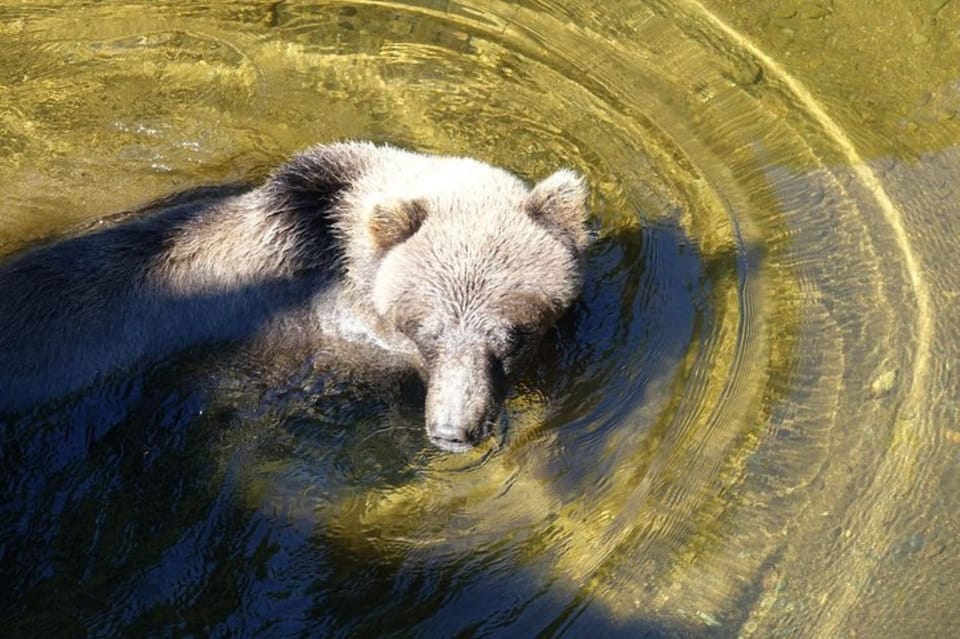 Hoonah: Chichagof Island Brown Bear Search - What Makes This Tour Stand Out?