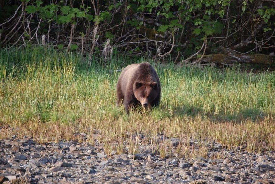 Hoonah: Chichagof Island Brown Bear Search - Authentic Experiences and Feedback