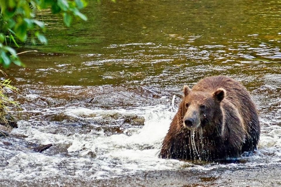 Hoonah: Chichagof Island Brown Bear Search - Frequently Asked Questions