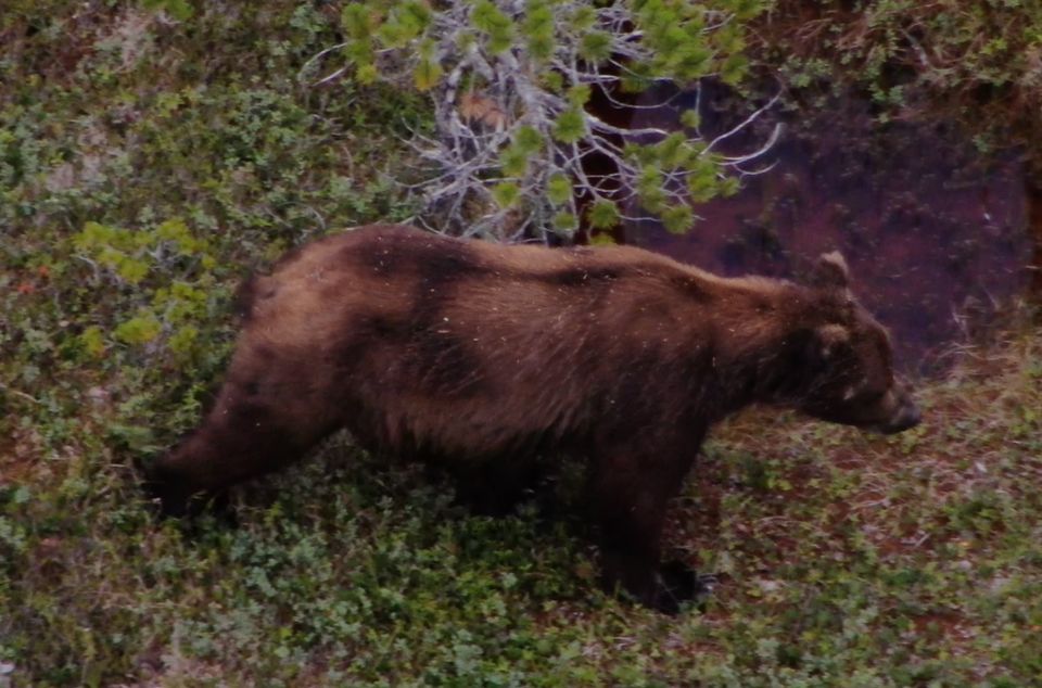 Hoonah: Icy Strait Whale Watch with Drone Filmography - Setting Out from Icy Strait Point