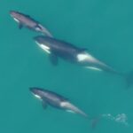 Hoonah: Icy Strait Whale Watch with Drone Filmography - The Itinerary: What to Expect