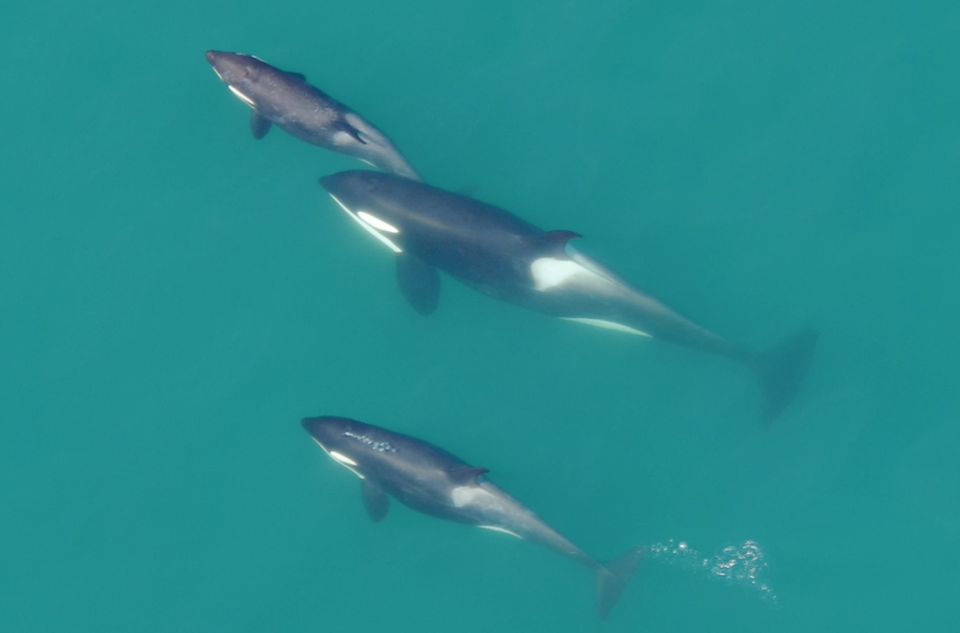 Hoonah: Icy Strait Whale Watch with Drone Filmography - The Itinerary: What to Expect