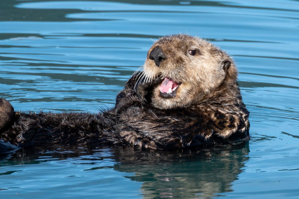 Hoonah: Icy Strait Whale Watch with Drone Filmography - The Value of This Tour