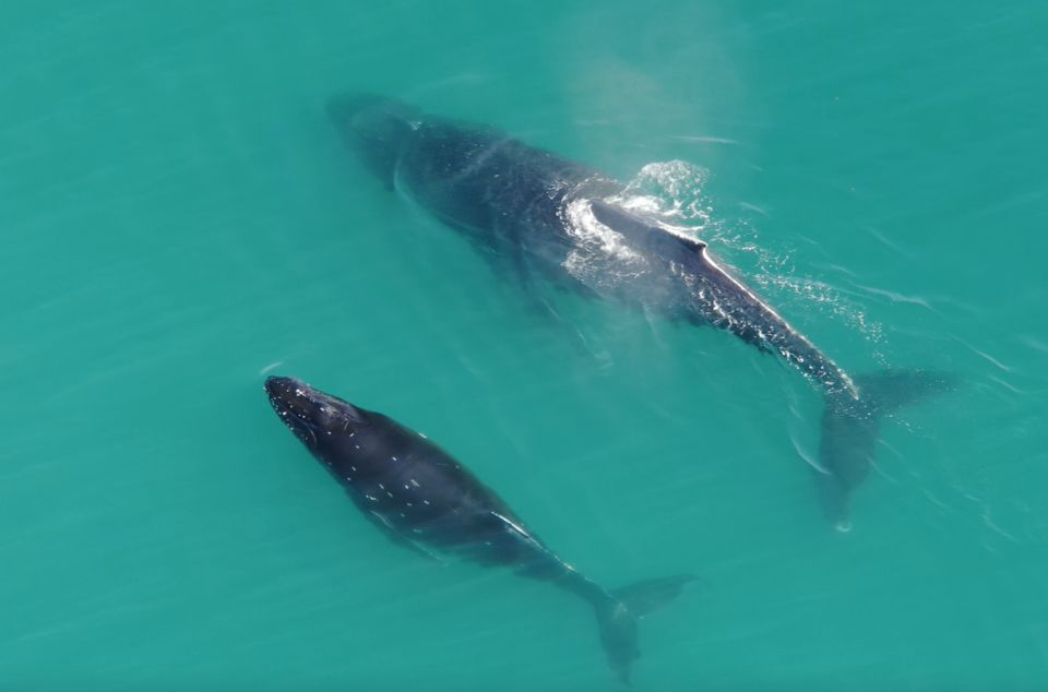 Hoonah: Icy Strait Whale Watch with Drone Filmography - Final Thoughts