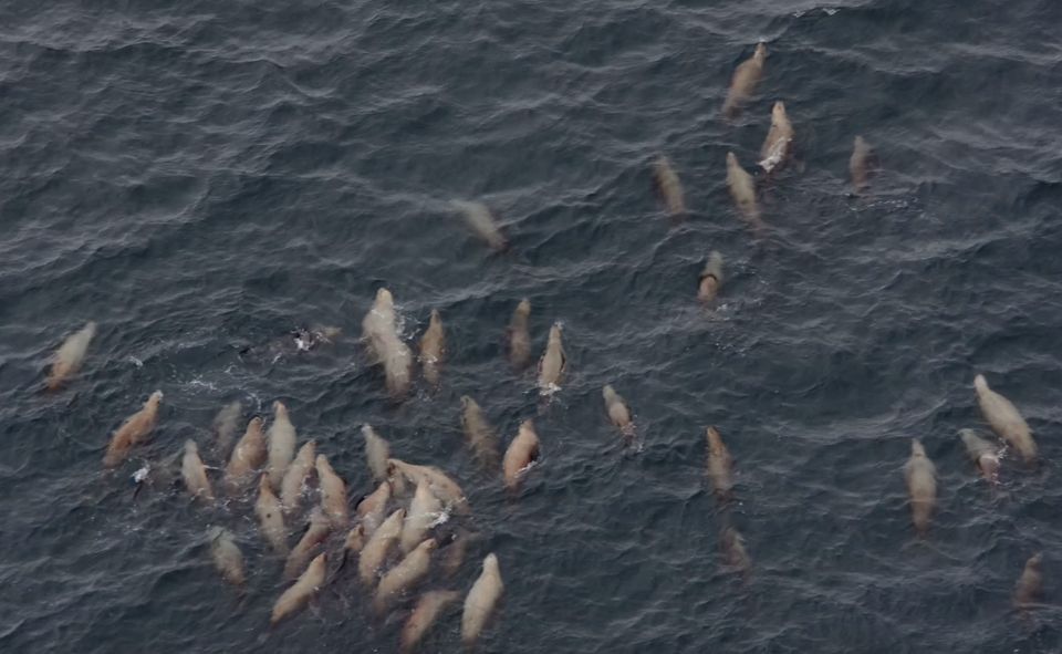 Hoonah: Icy Strait Whale Watch with Drone Filmography - FAQ