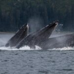 Hoonah Whale Tours - Comfort and Convenience
