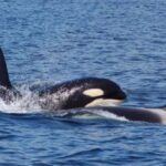 Hoonah: Whale Watching Cruise - The Value of the Experience