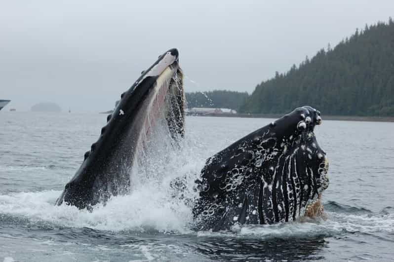 Hoonah: Whale Watching Cruise - Why This Tour Works
