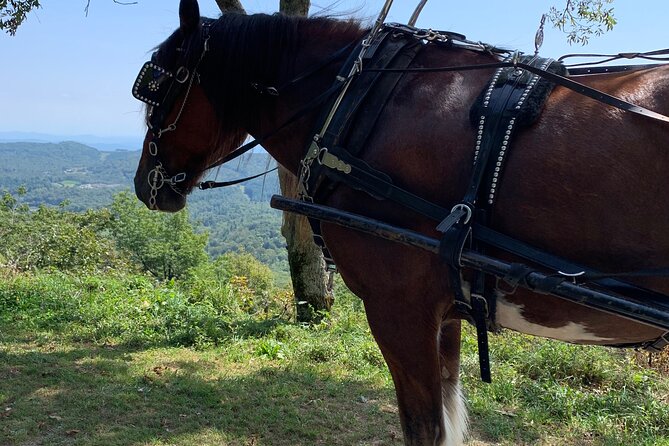 Horse and Carriage Ride through Moses H. Cone Park - Duration & Group Size: What to Expect