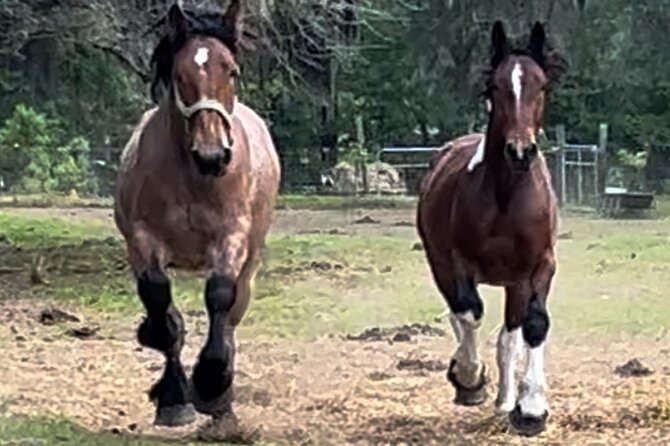 Horse Drawn Daytime Group Narrated Historic Overview Tour - Key Points
