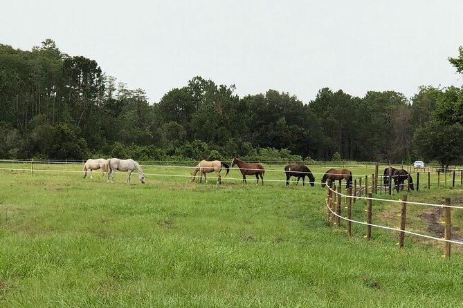 Horseback Ride on Scenic Lake Louisa Trails - Who Will Love This Experience?