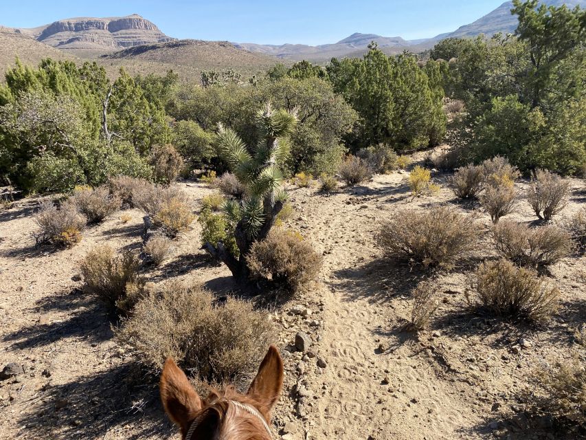Horseback Ride thru Joshua Tree Forest with Buffalo & Lunch - Who Will Love This Experience?